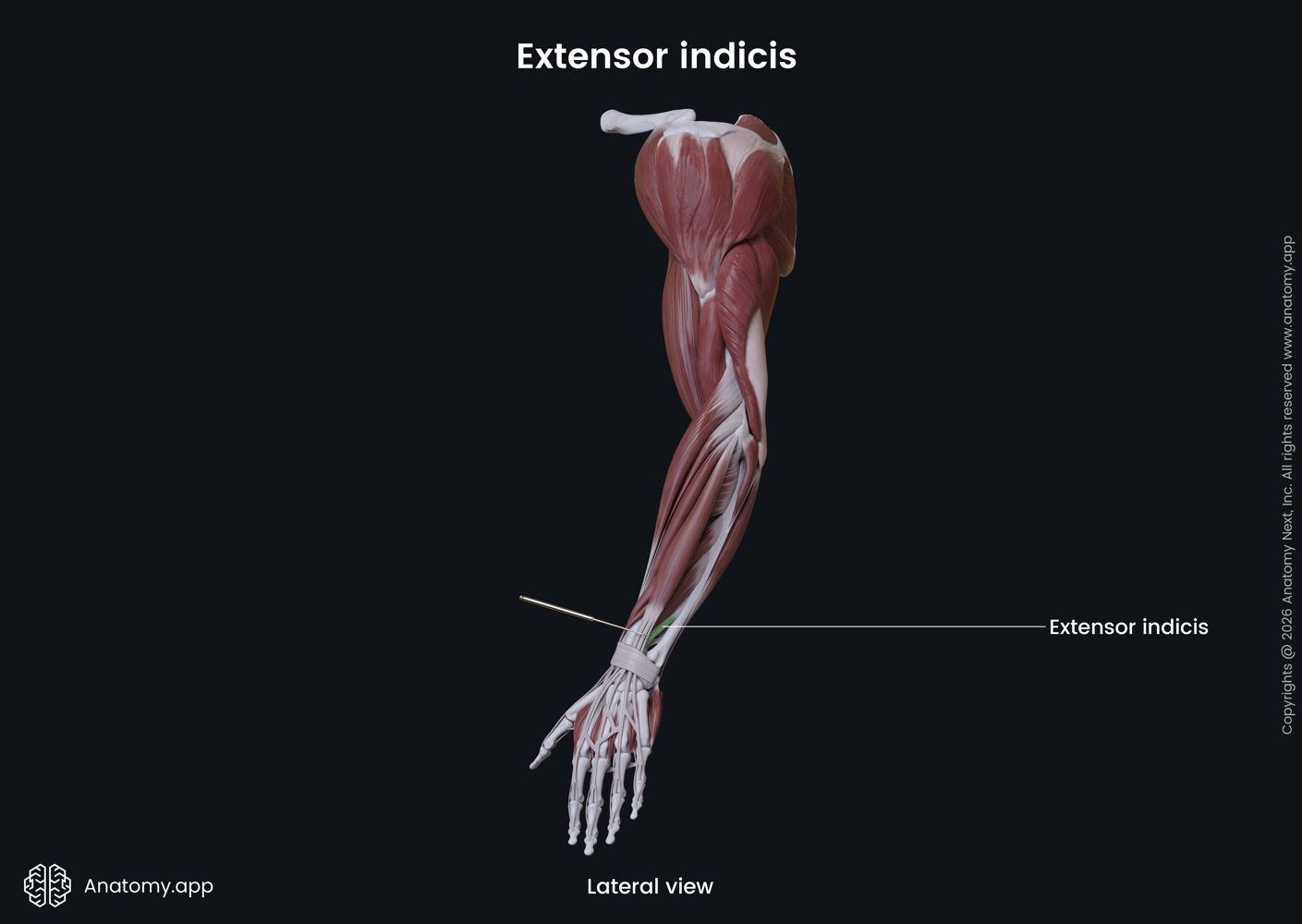 Extensor indicis | Anatomy.app
