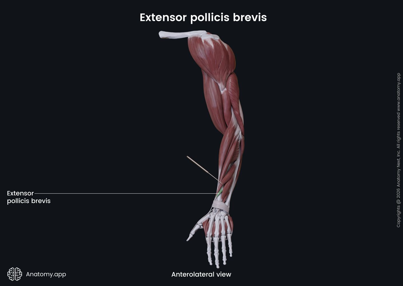 Extensor pollicis brevis | Anatomy.app