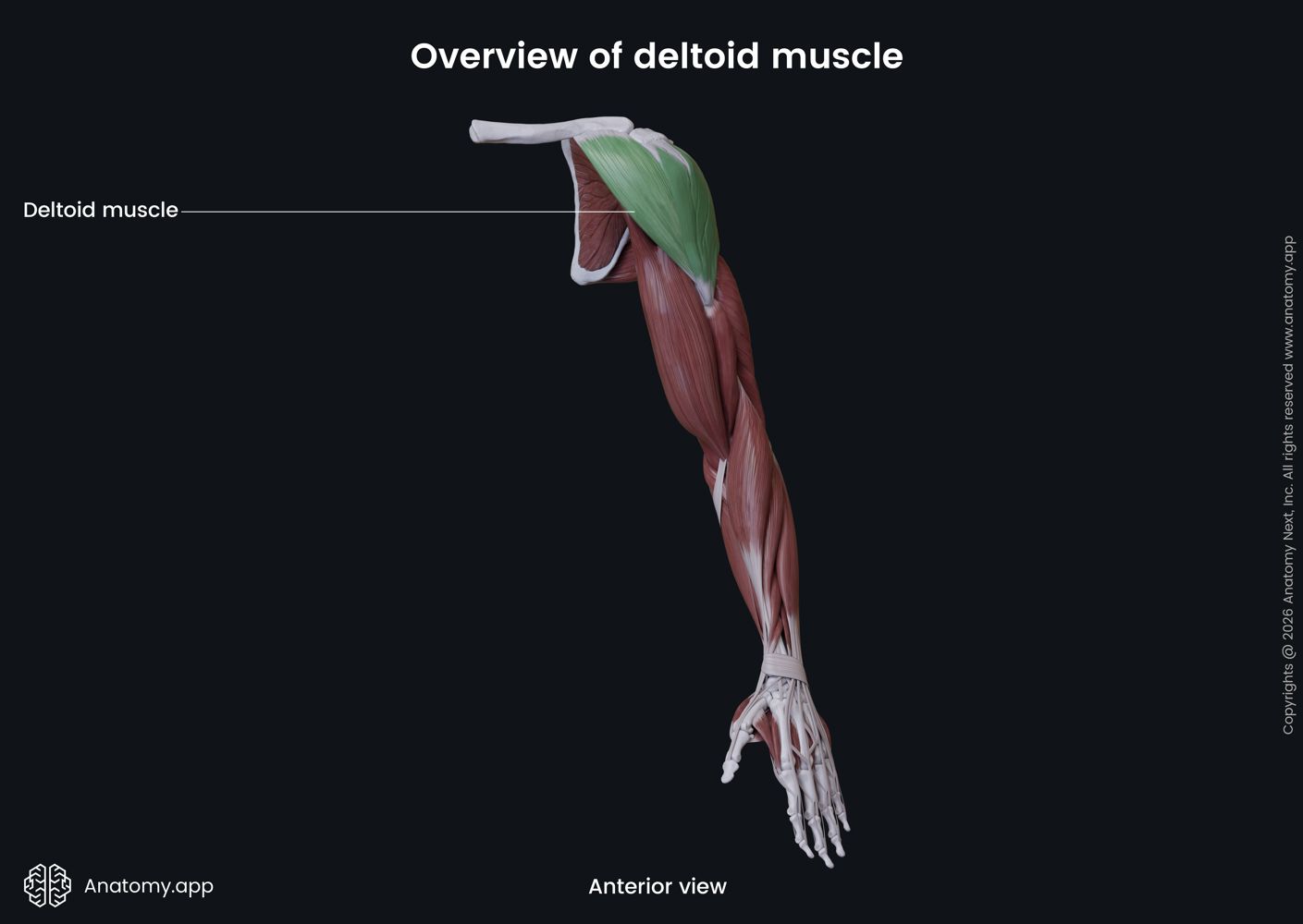 Overview of deltoid muscle (anterior view) | Anatomy.app