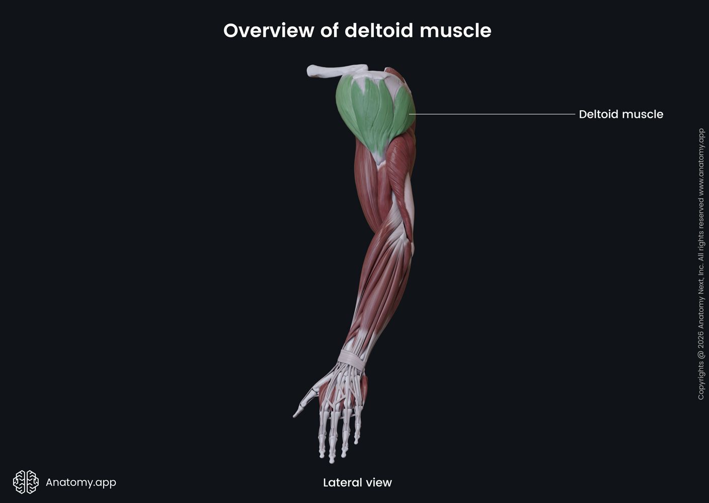 Overview of deltoid muscle (lateral view) | Anatomy.app