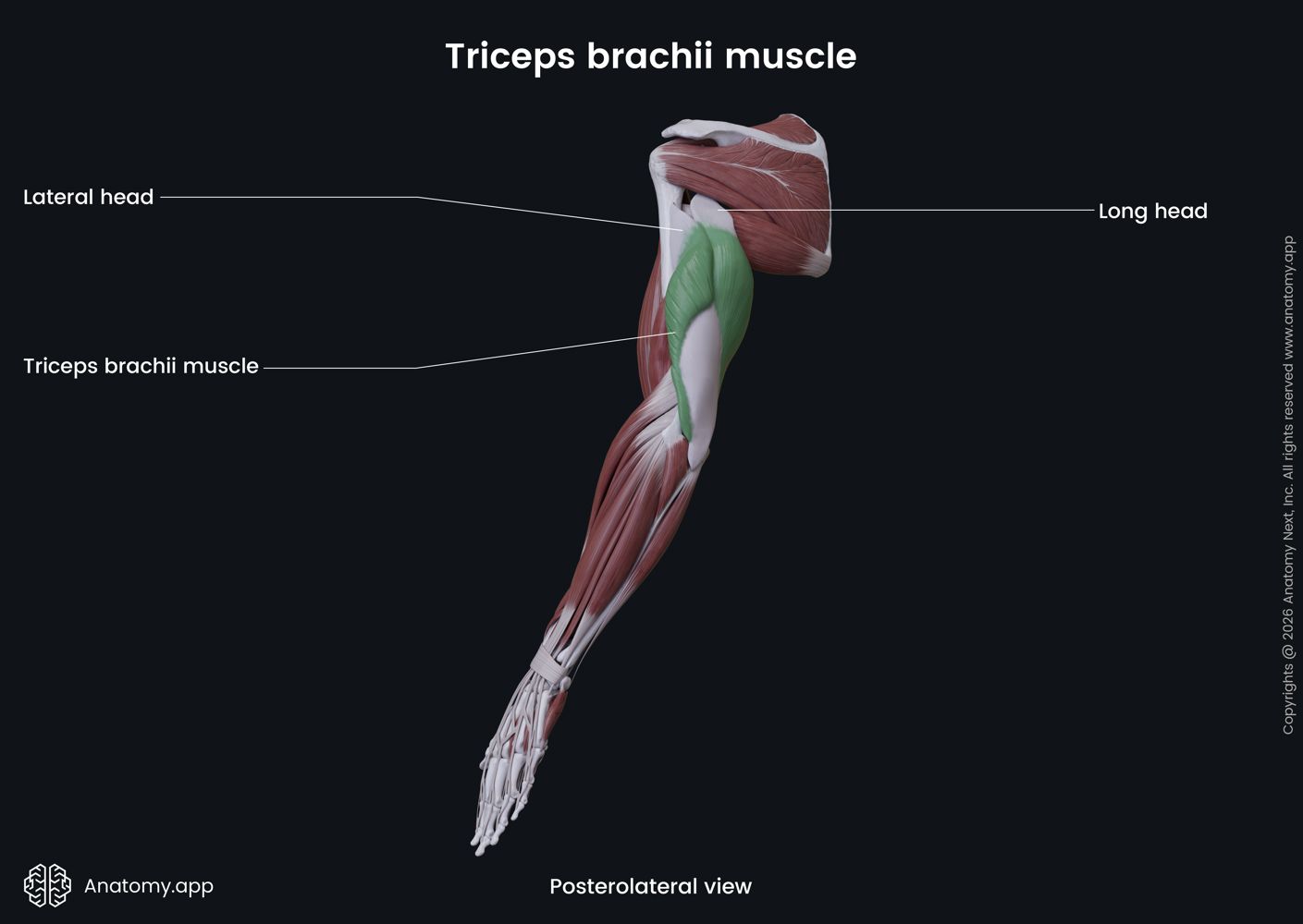 Triceps brachii muscle (posterolateral view) | Anatomy.app