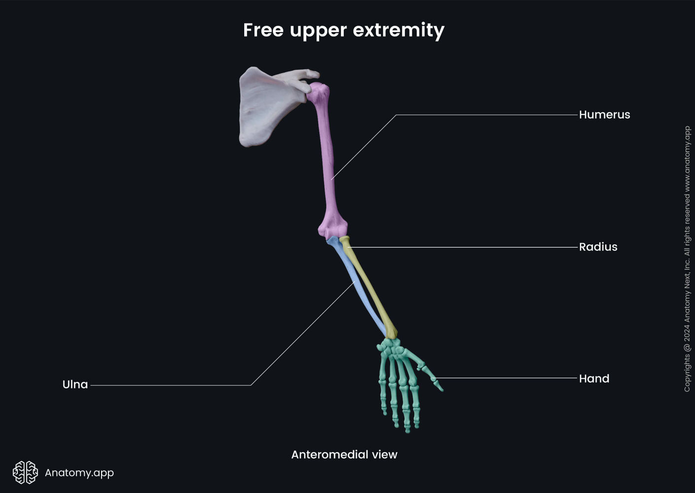Free upper extremity | Anatomy.app