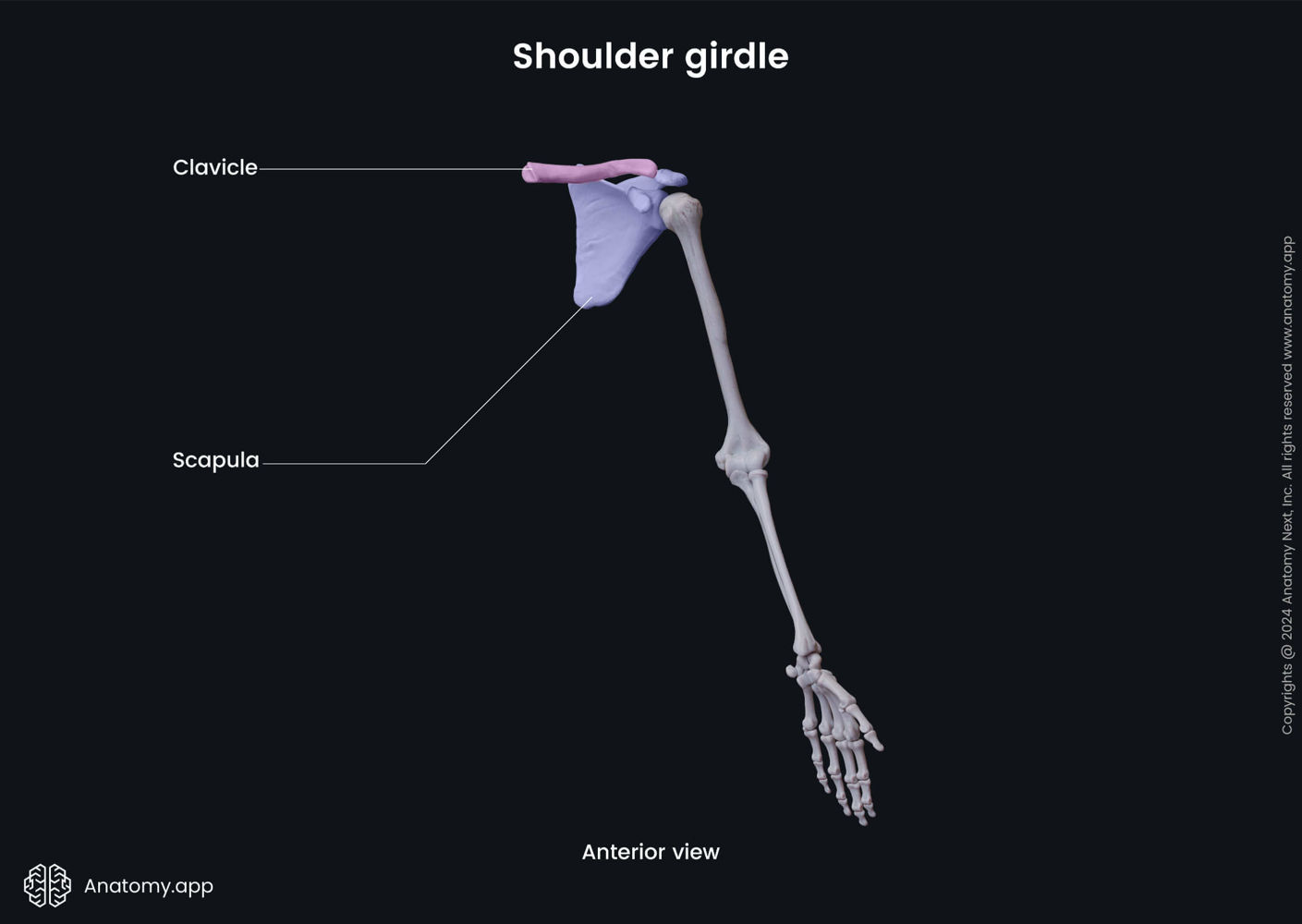 Shoulder girdle | Anatomy.app