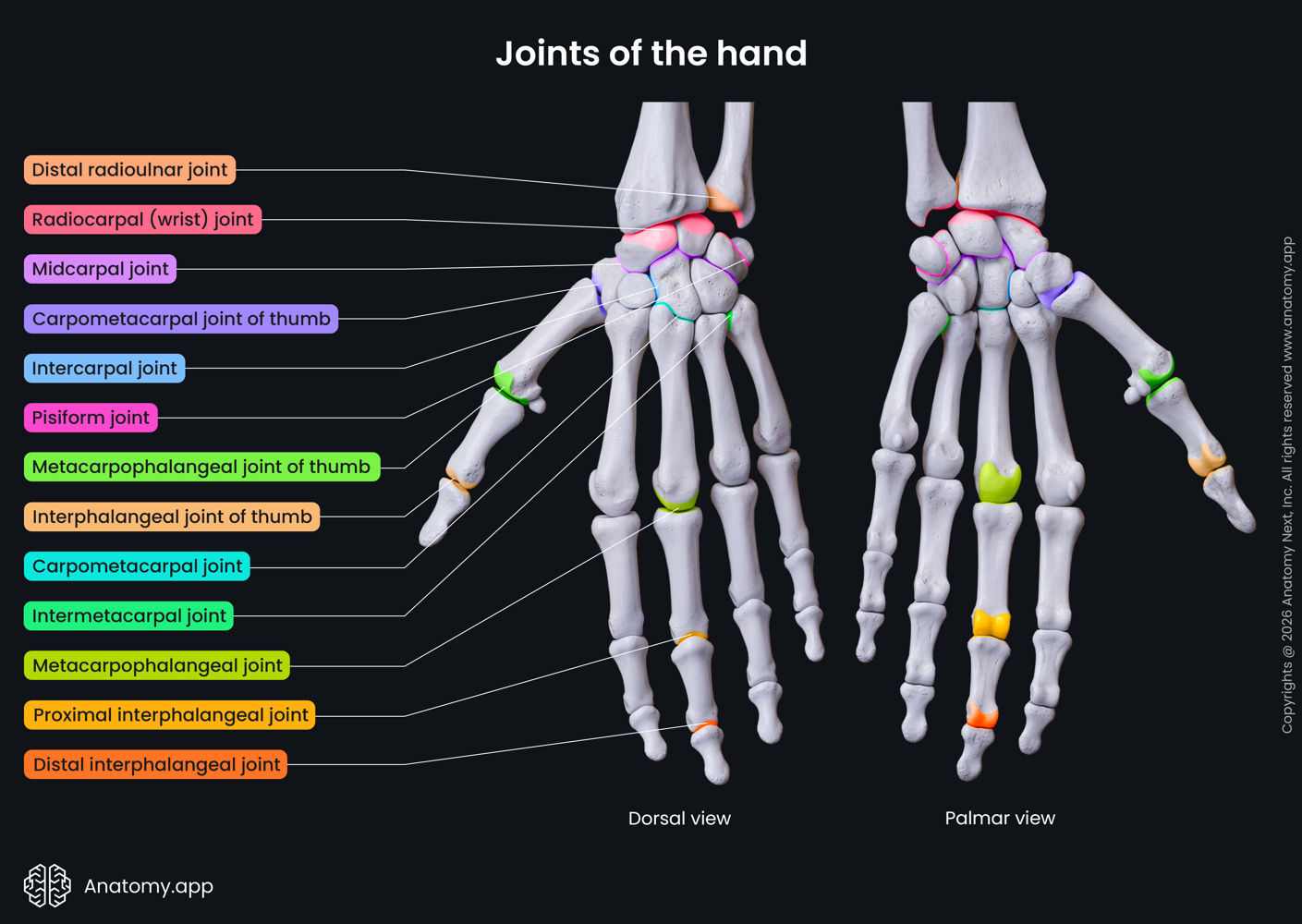Joints of the hand | Anatomy.app