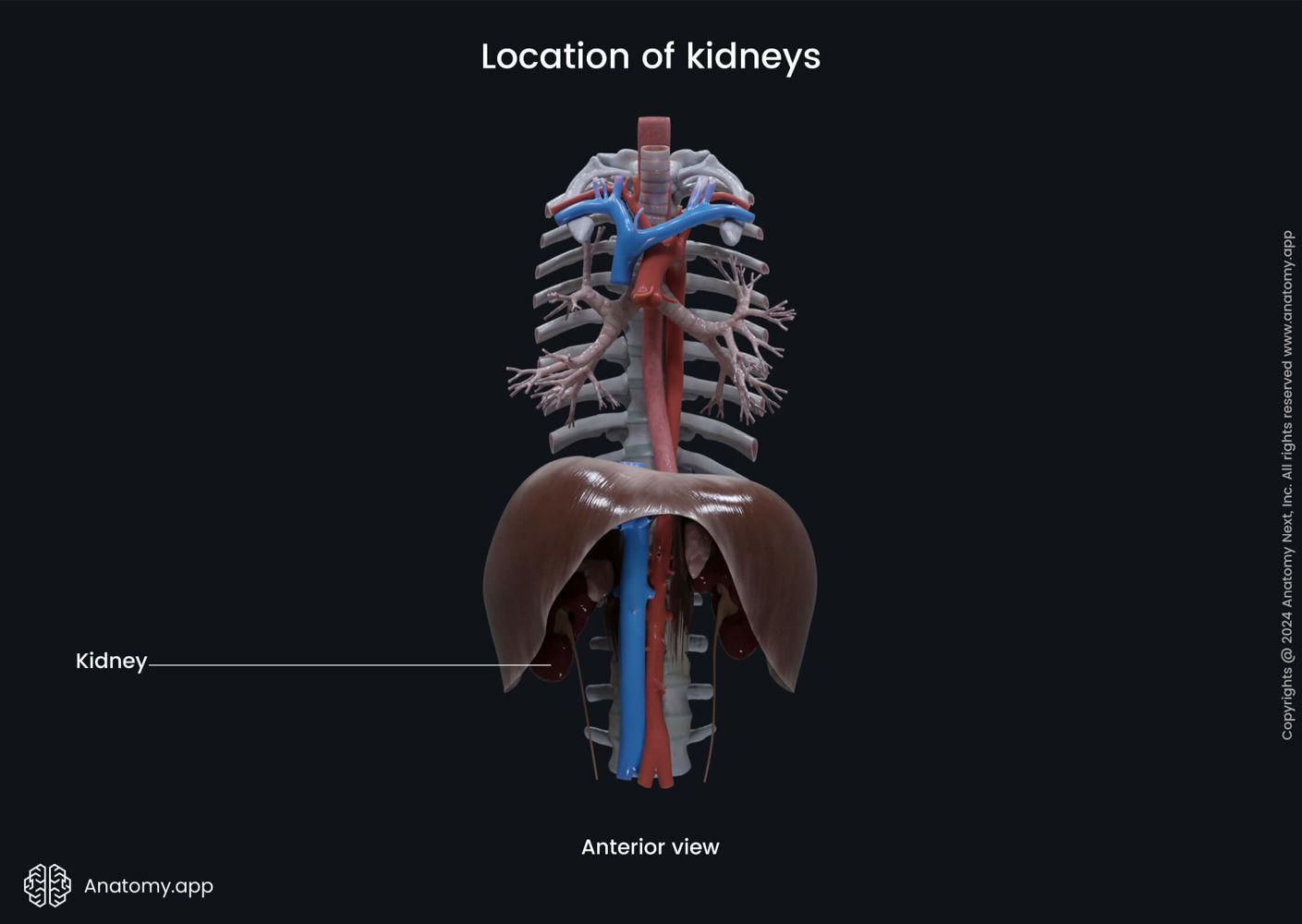 Location of kidneys (anterior view) | Anatomy.app