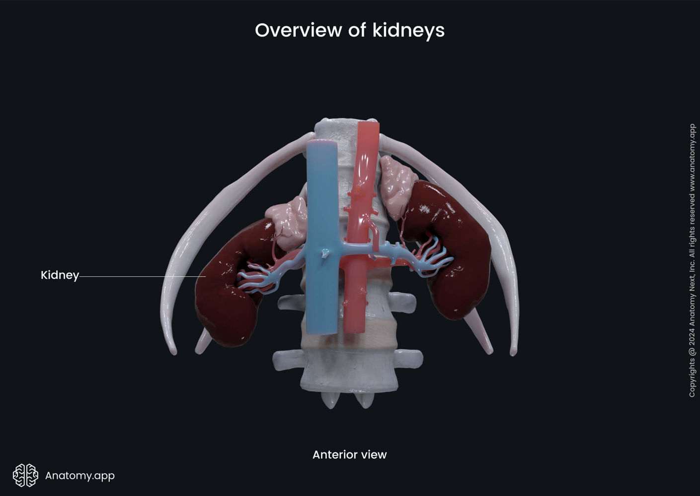 Overview of kidneys | Anatomy.app