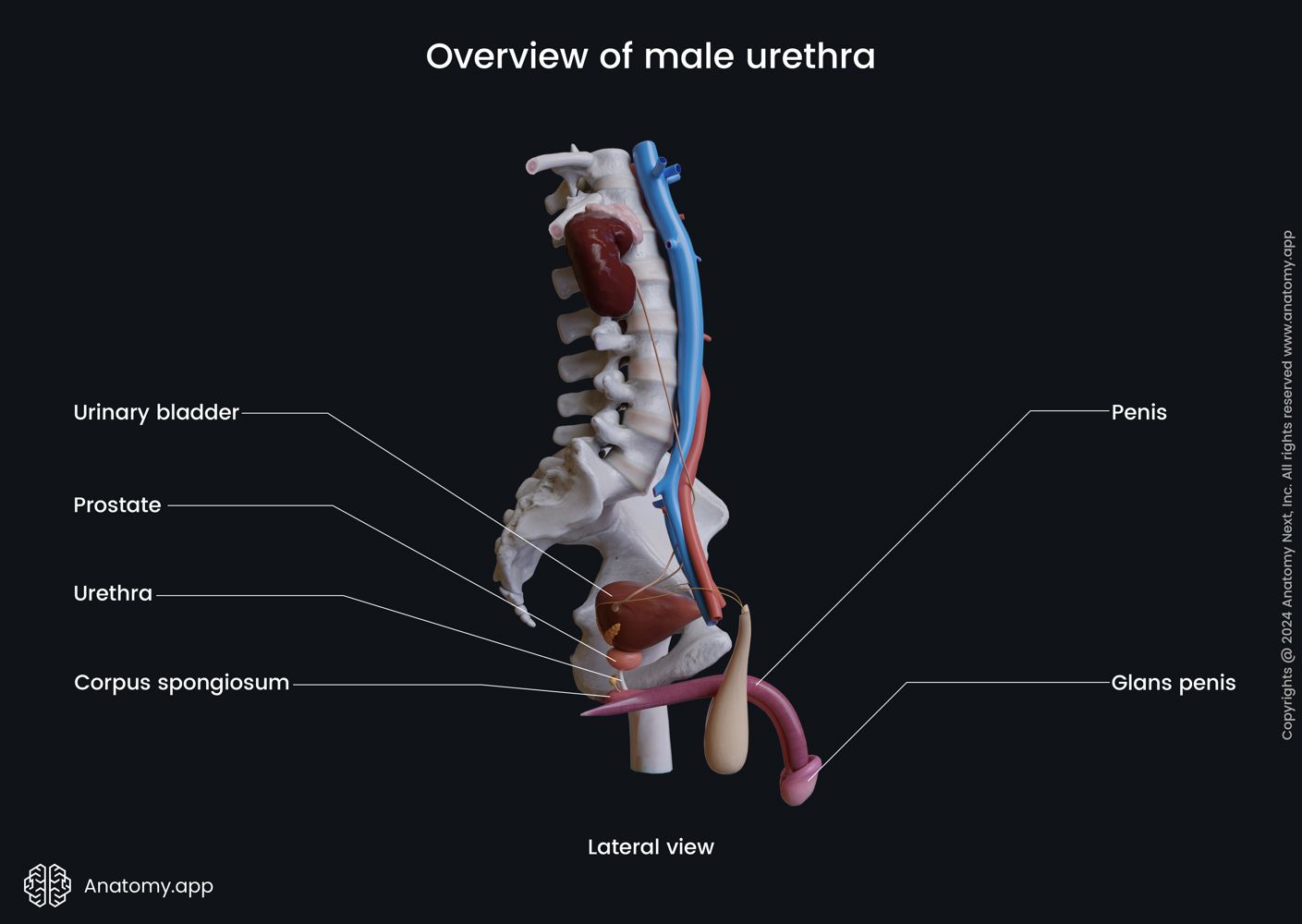 Overview of male urethra | Anatomy.app