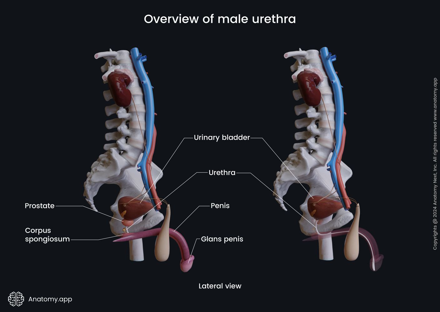 Overview of male urethra | Anatomy.app