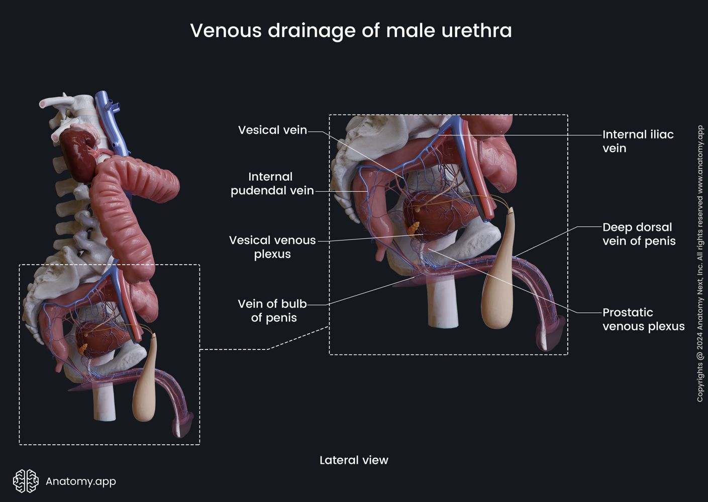 Venous drainage of male urethra | Anatomy.app