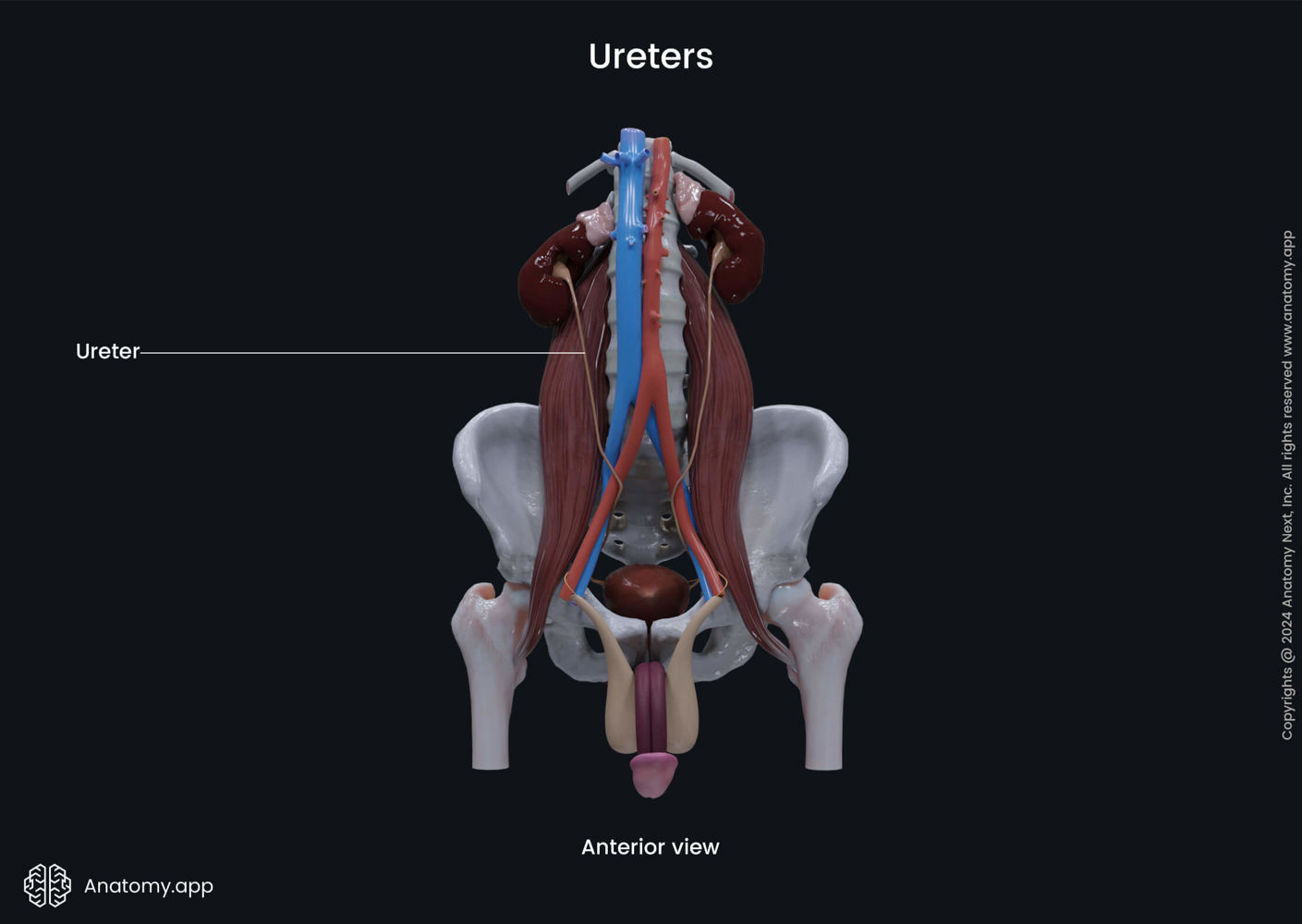 Ureters | Anatomy.app