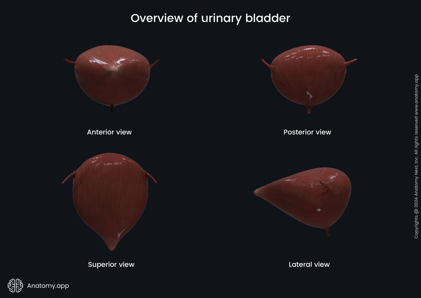 Urinary bladder in various views | Anatomy.app