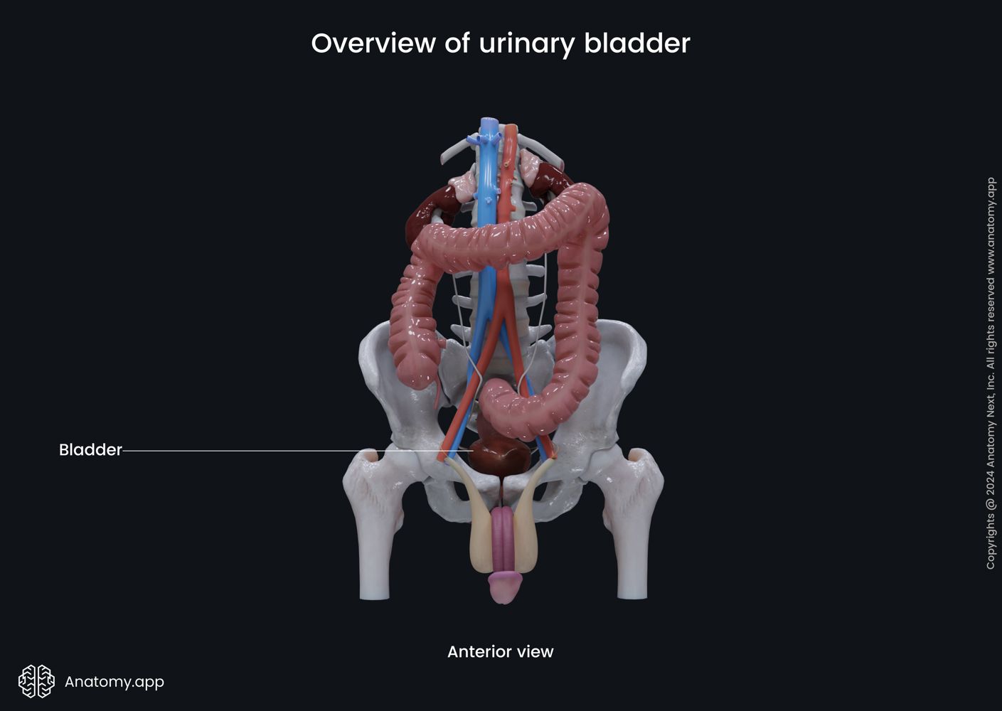 Overview of urinary bladder | Anatomy.app