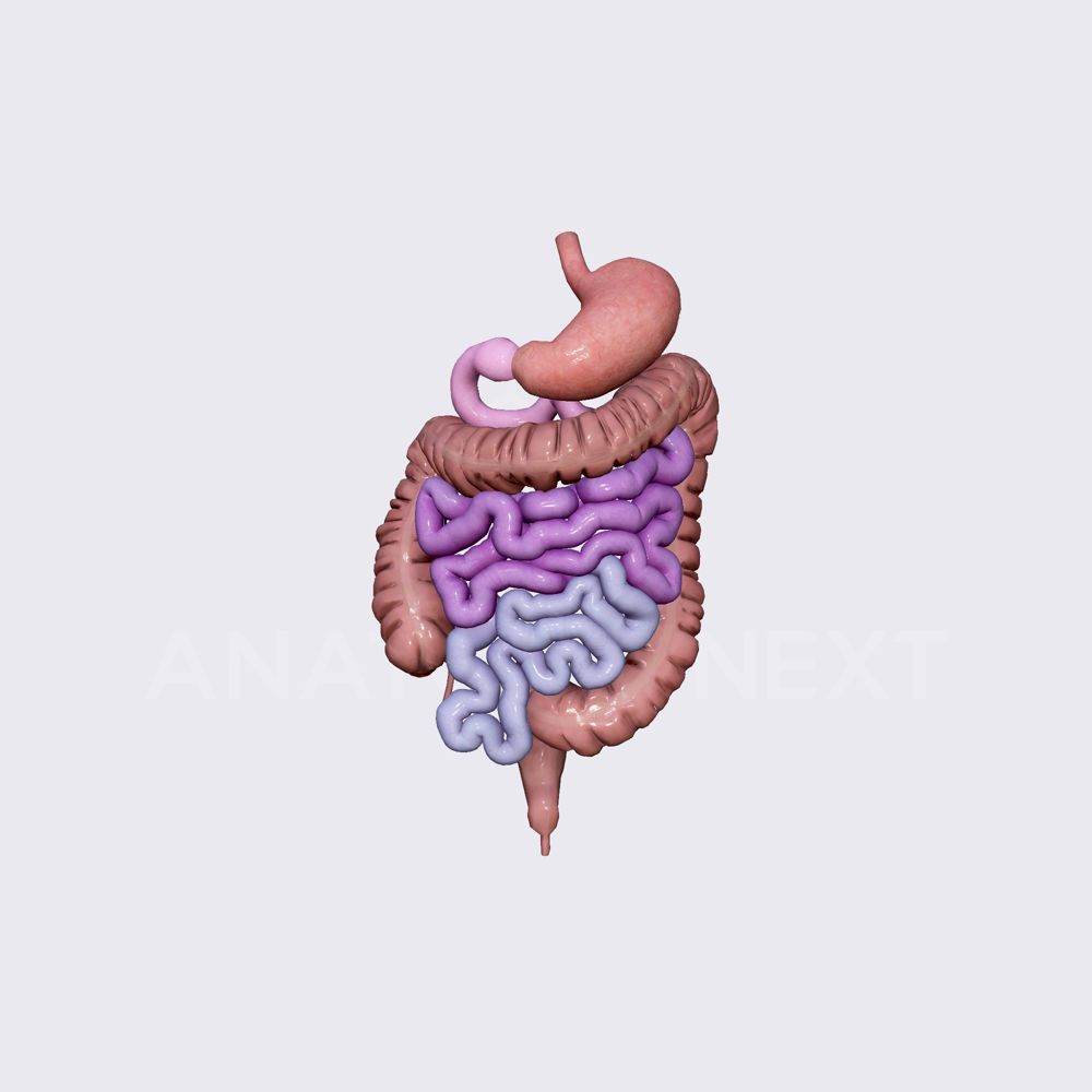 Small intestine | Anatomy.app