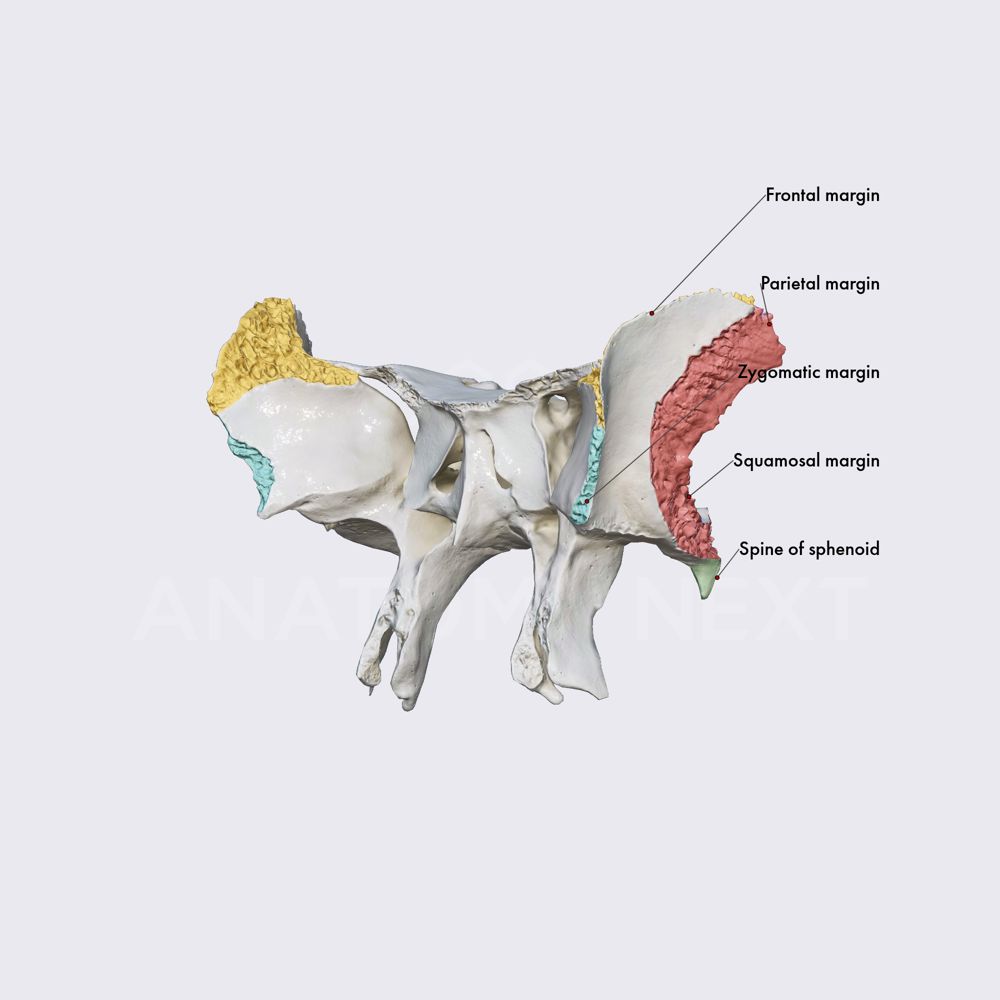 Greater wing (margins and openings) | Media Library | Anatomy.app ...