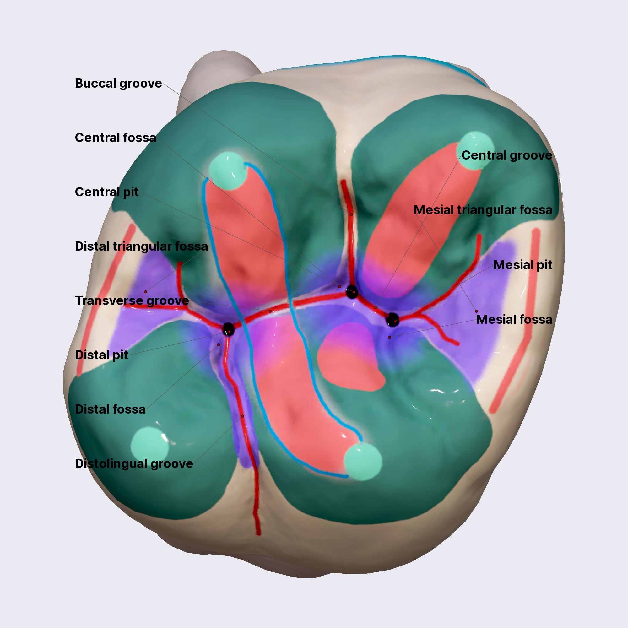 Dente Fossa PDF) Concise Dental Anatomy And Morphology