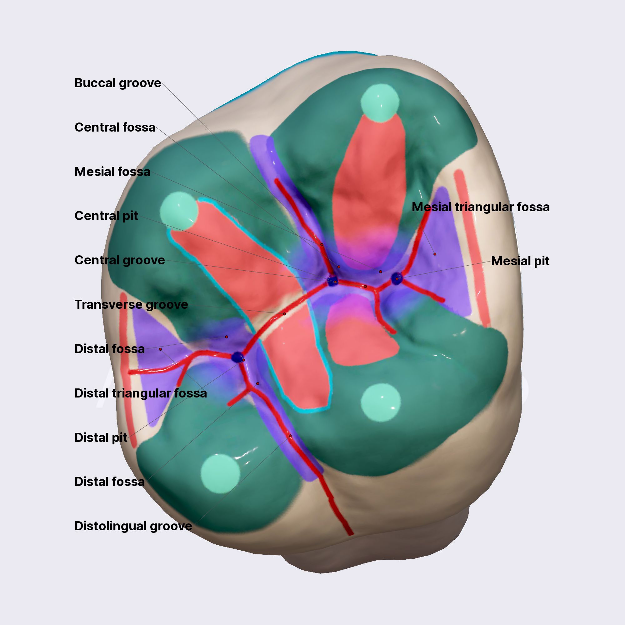 2nd Molar Anatomy Maxillary Second Molar Dental Anatomy And