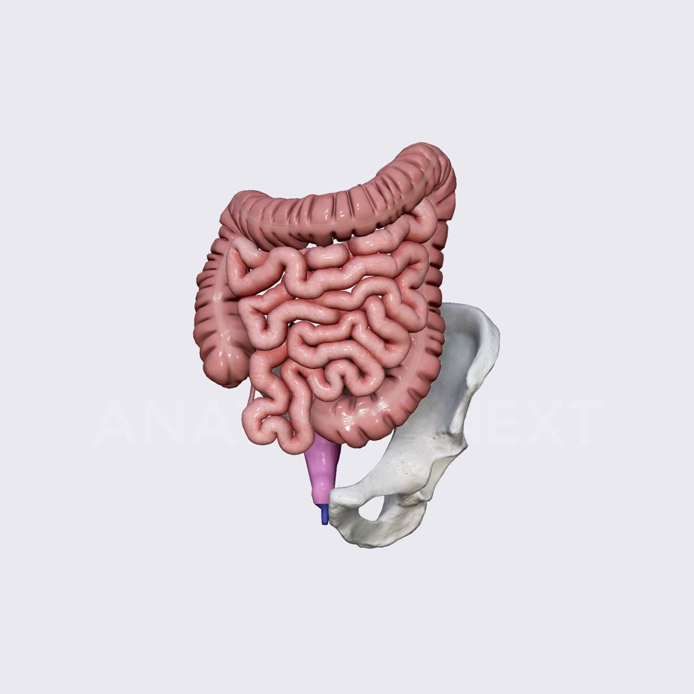 Rectum and anal canal | Anatomy.app