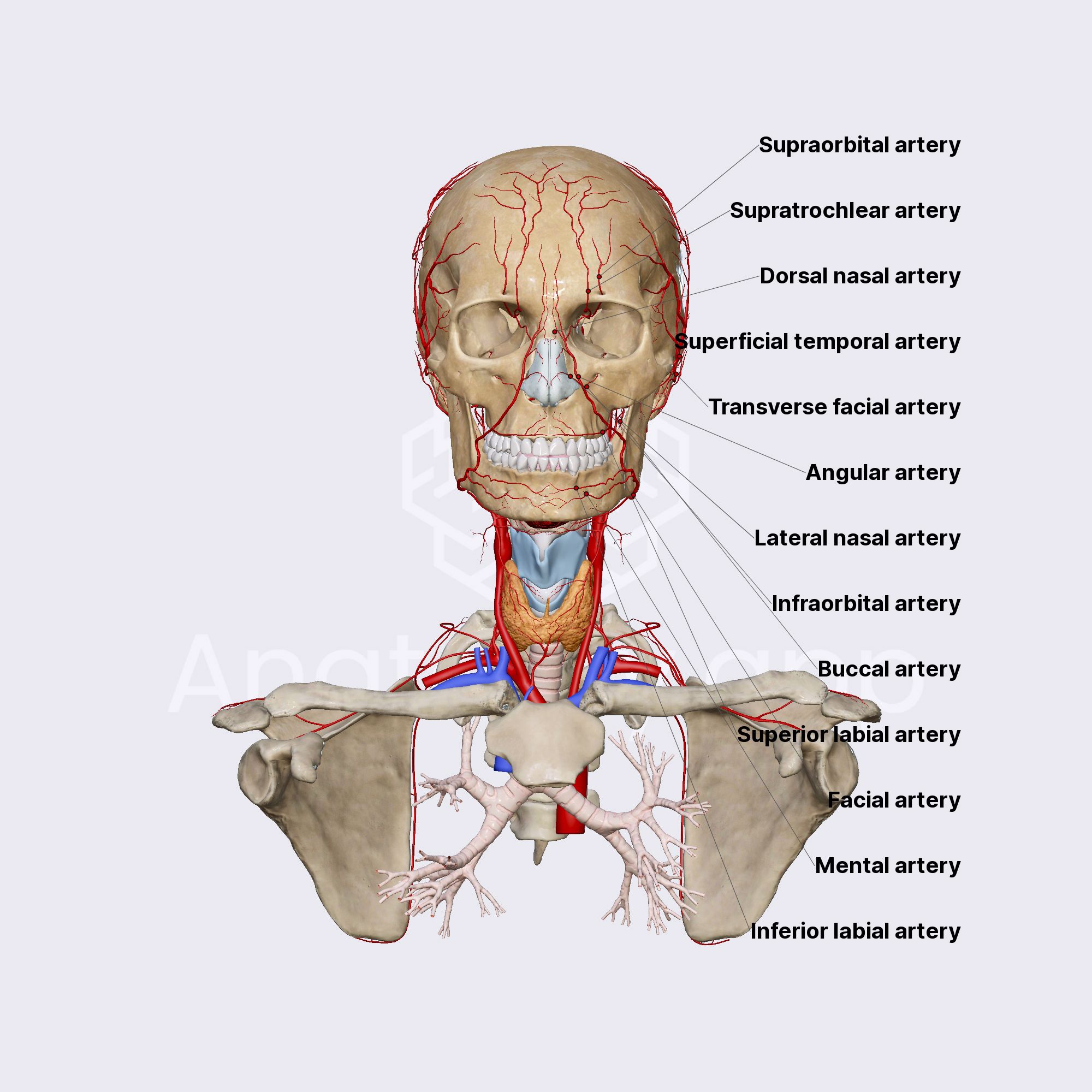 Facial Arterial Blood Supply Facial Anatomy Medical Anatomy Dental