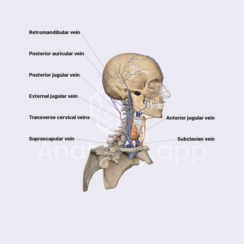 External jugular vein | Anatomy.app