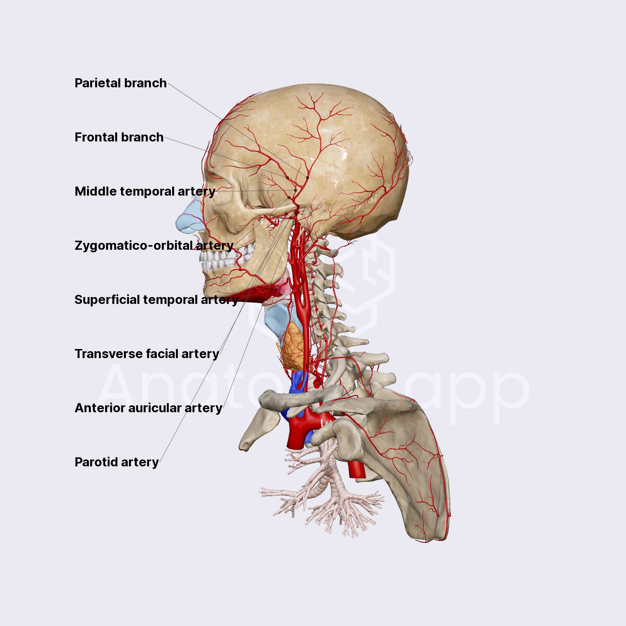 Superficial Temporal Artery Anatomy Facial Artery