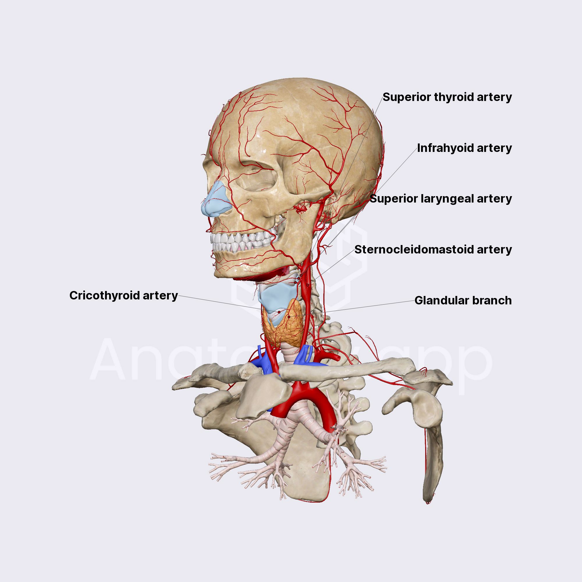 Superior Thyroid Artery Arteria Thyroidea Superior Kenhub
