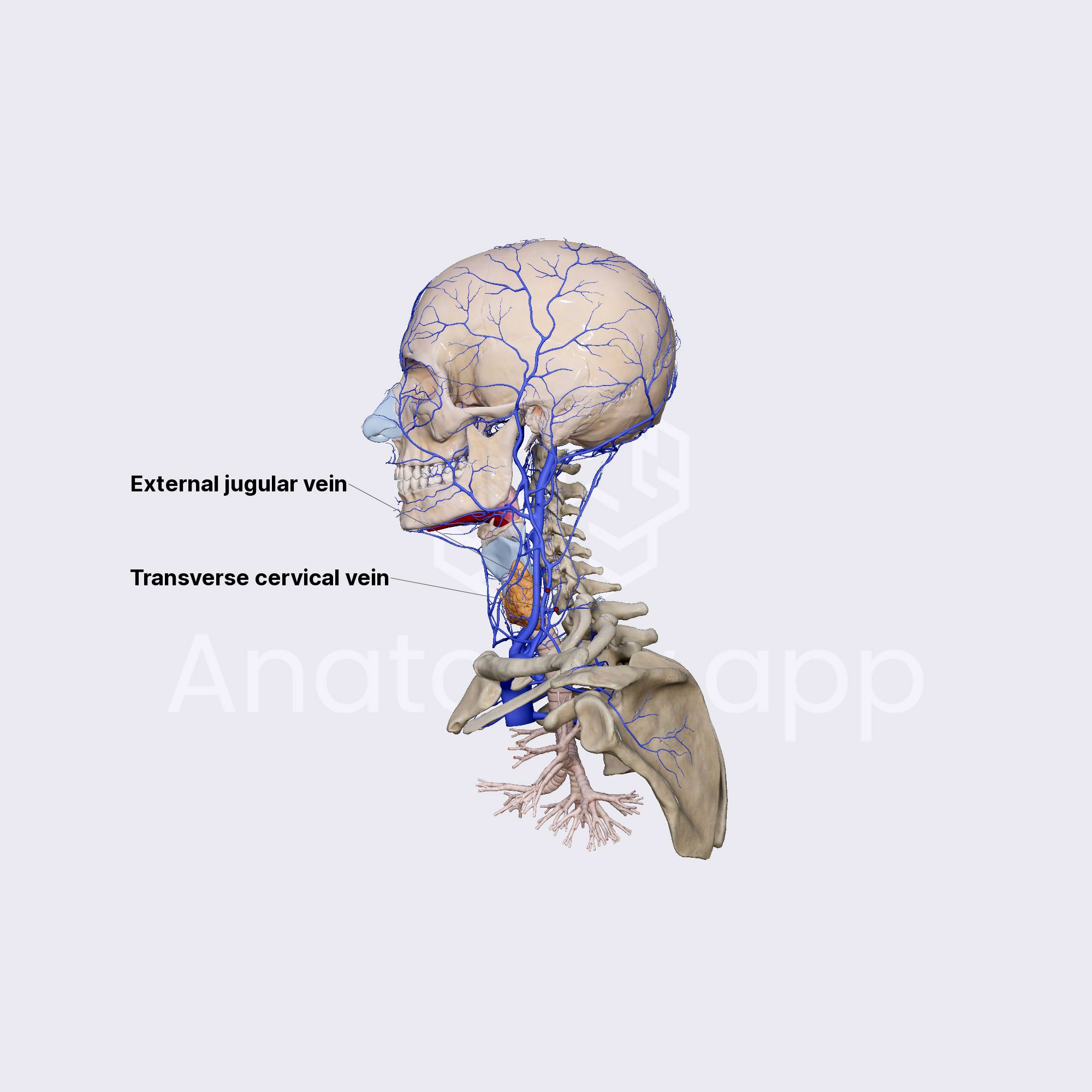 Arteria Cervical Transversa Neurovasculature And Lymph Nodes Of The