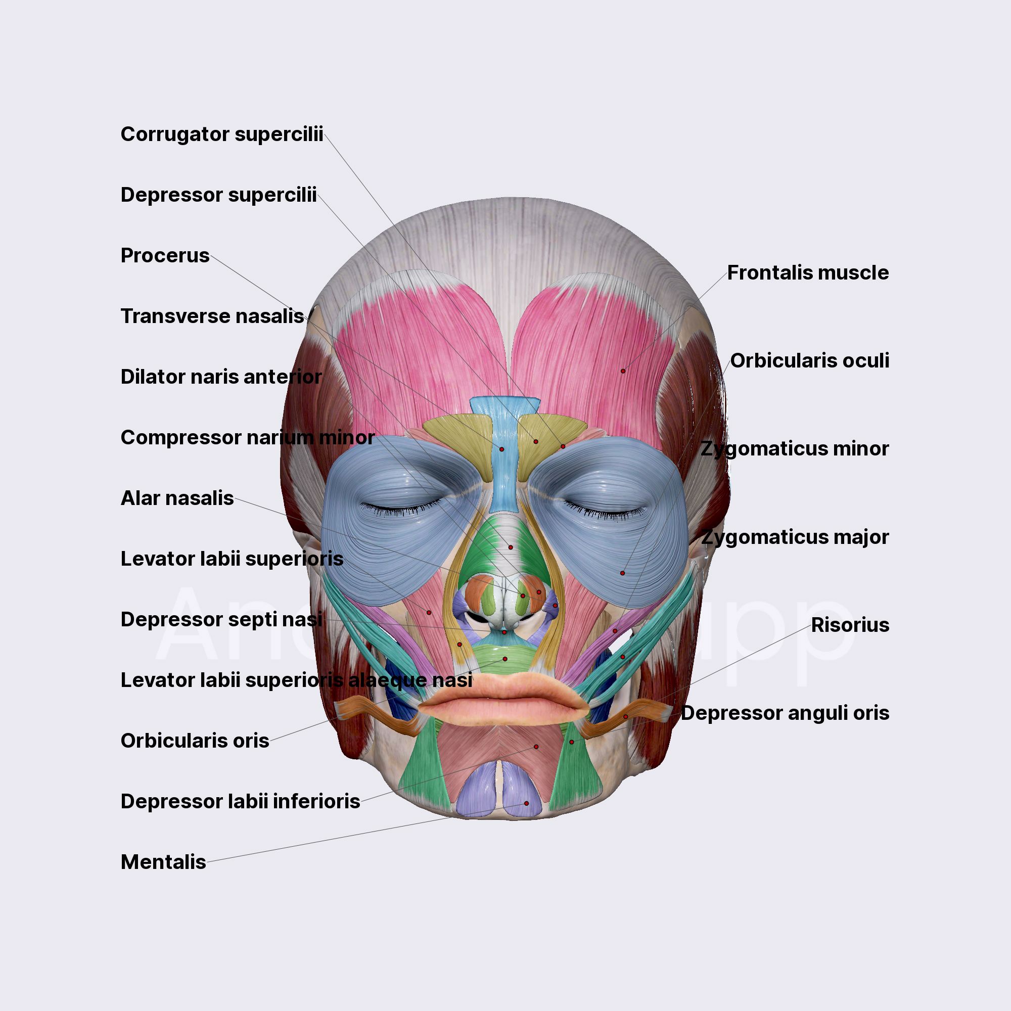 Facial Muscles Supplied By Facial Nerve