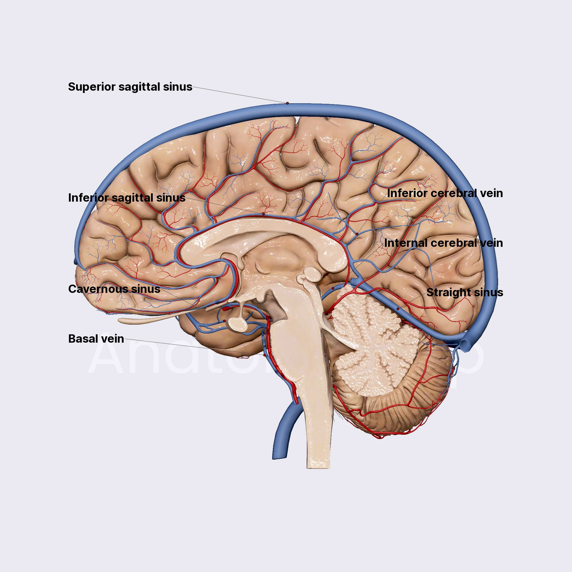 Cerebral Vein Anatomy