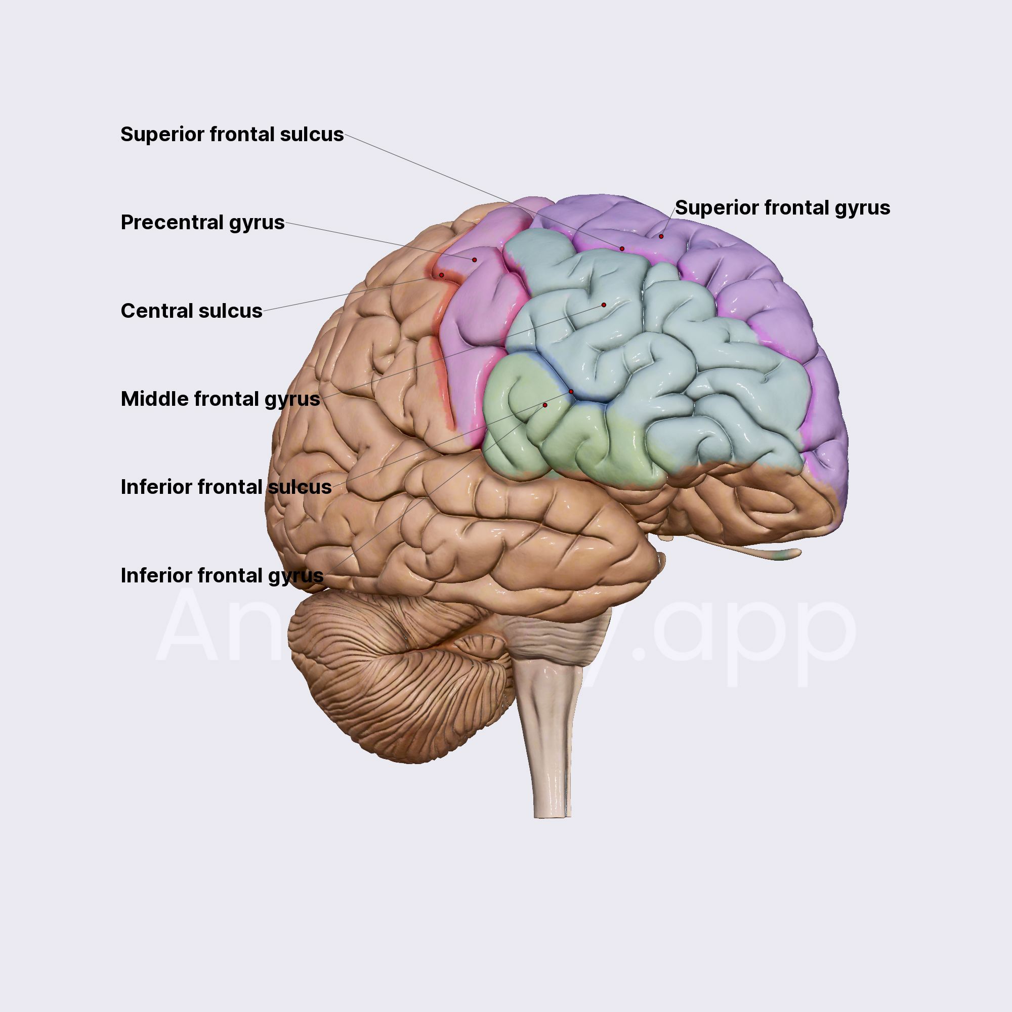 Inferior Frontal Gyrus