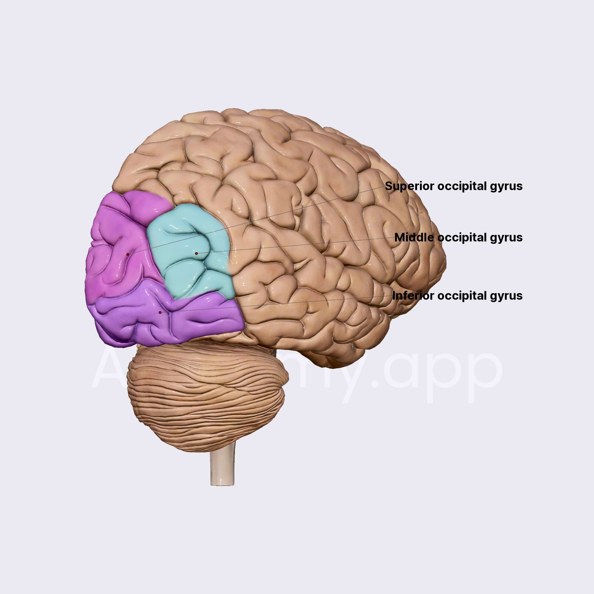 Sulco Occipital