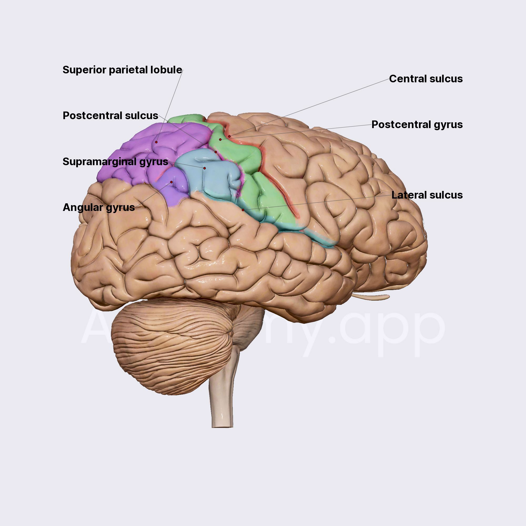Superior Parietal Lobule Parietal Lobe: Anatomy And Function | Kenhub