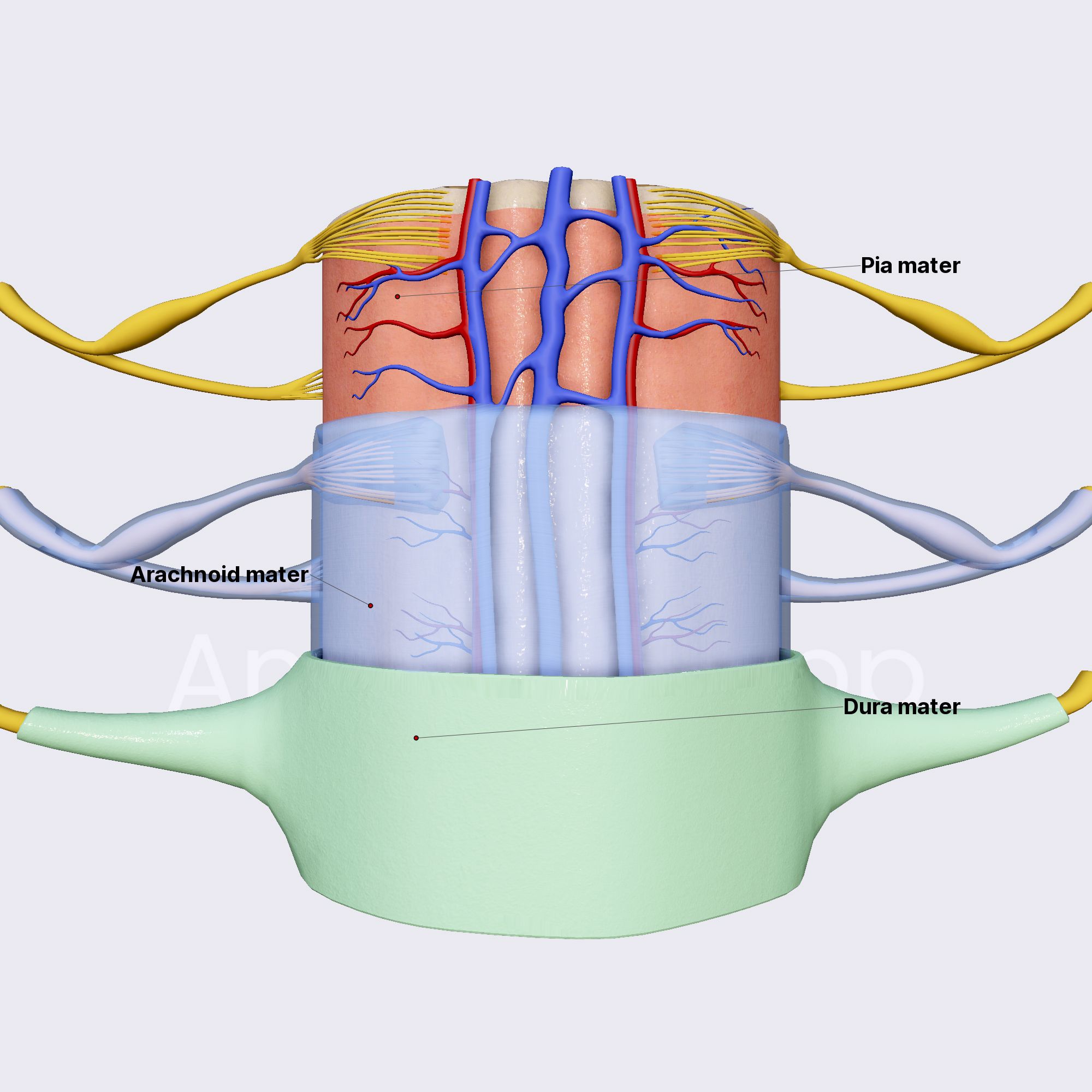 Spinal Cord Slide Dura Mater