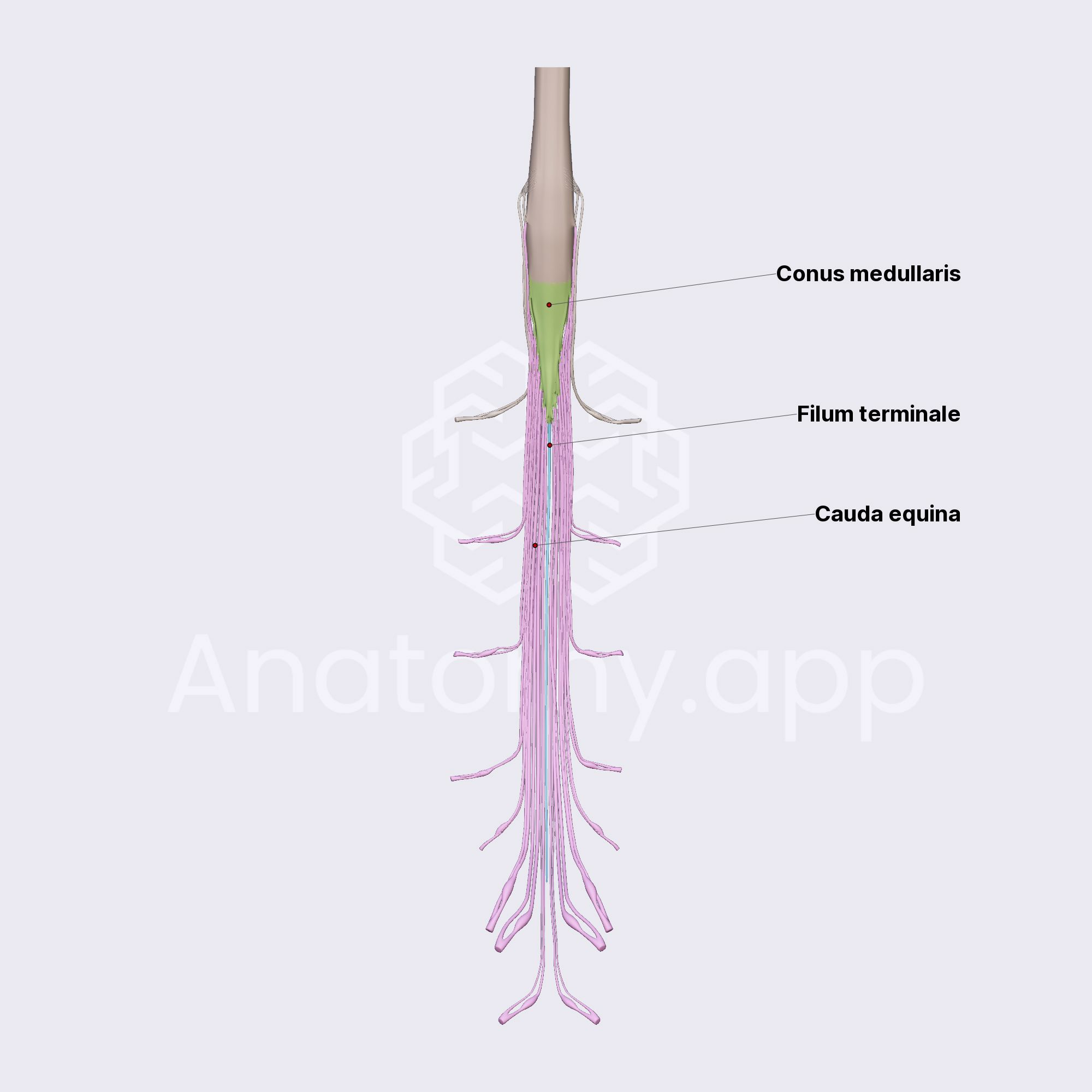 Filum Terminale 29 Filum Terminale Lipoma | Radiology Key