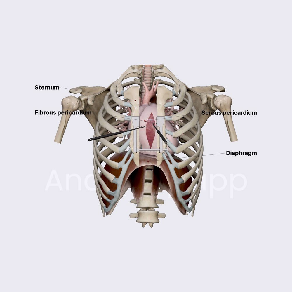 Pericardium