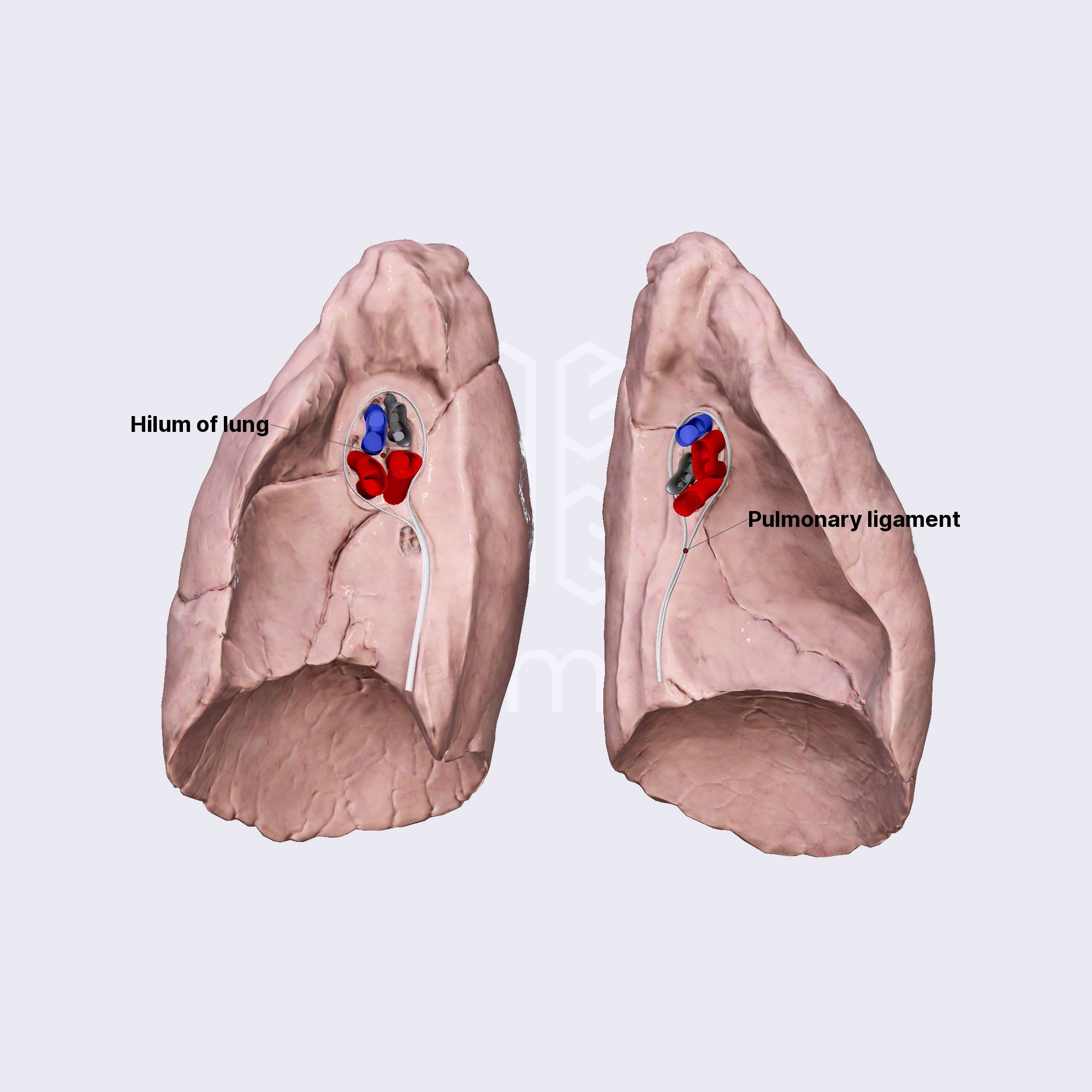 Pulmonary Artery Lung Hilum