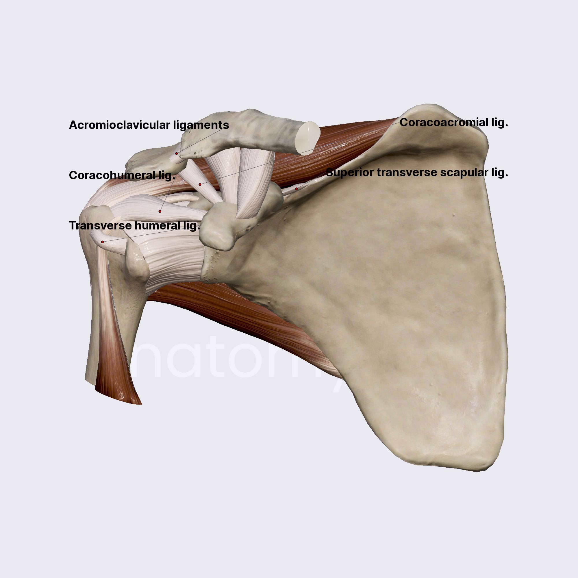 Transverse Ligament Shoulder