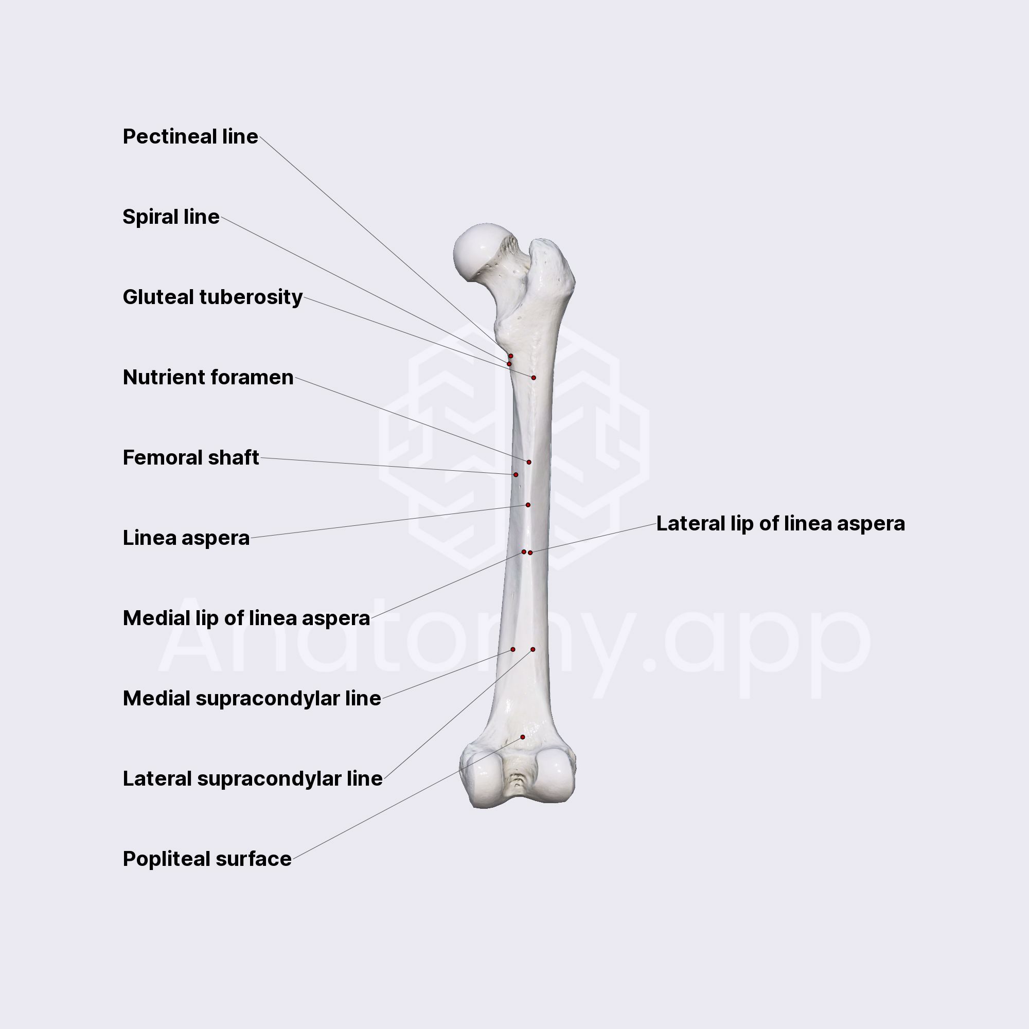 Pectineal Line Femur Pectineus Muscle | Complete Anatomy