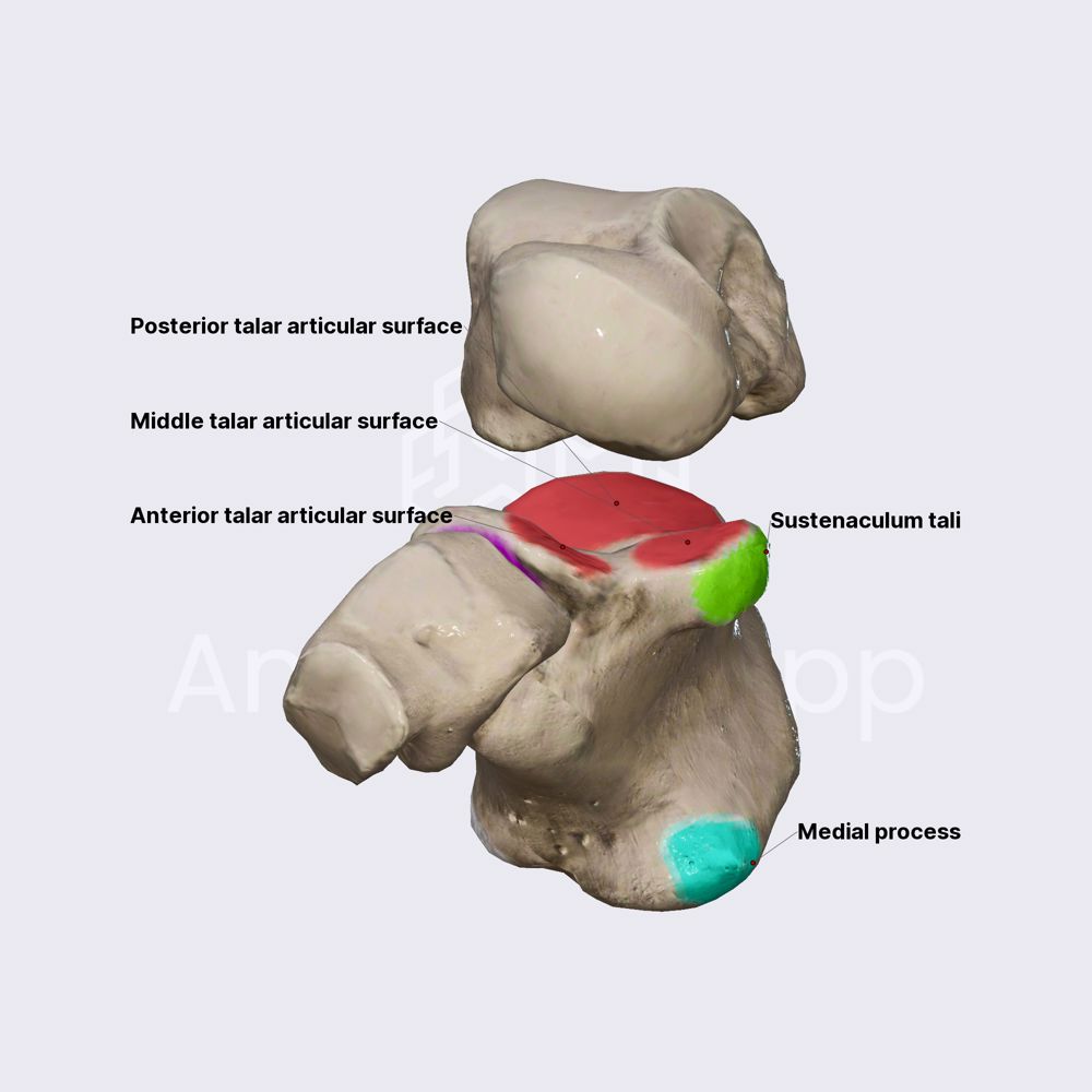 Calcaneus | Skeleton of the lower limb | Lower Extremity | Anatomy.app ...