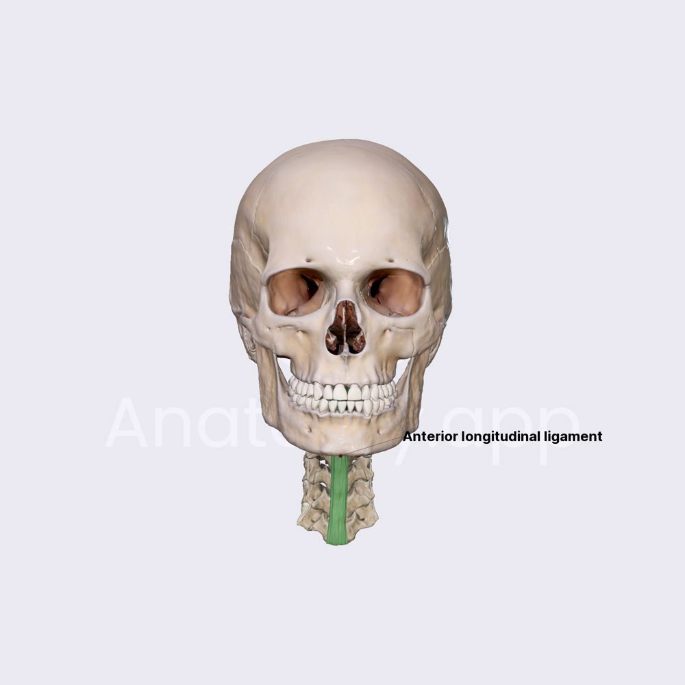 Anterior longitudinal ligament | Ligaments of the neck | Head and Neck ...