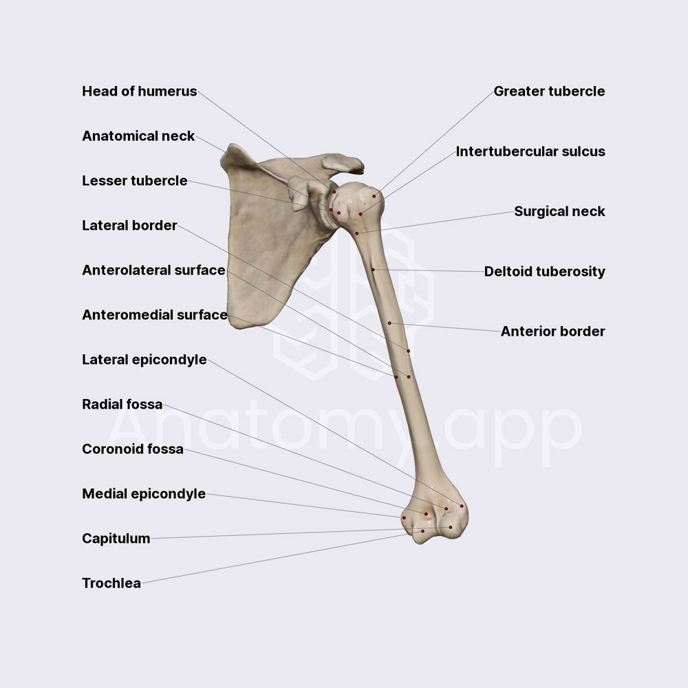 Humerus | Skeleton of the upper limb | Upper Extremity | Anatomy.app ...