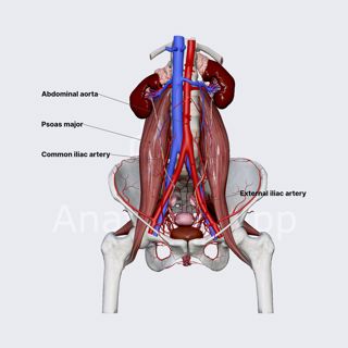 Common iliac artery (male pelvis) | Anatomy.app