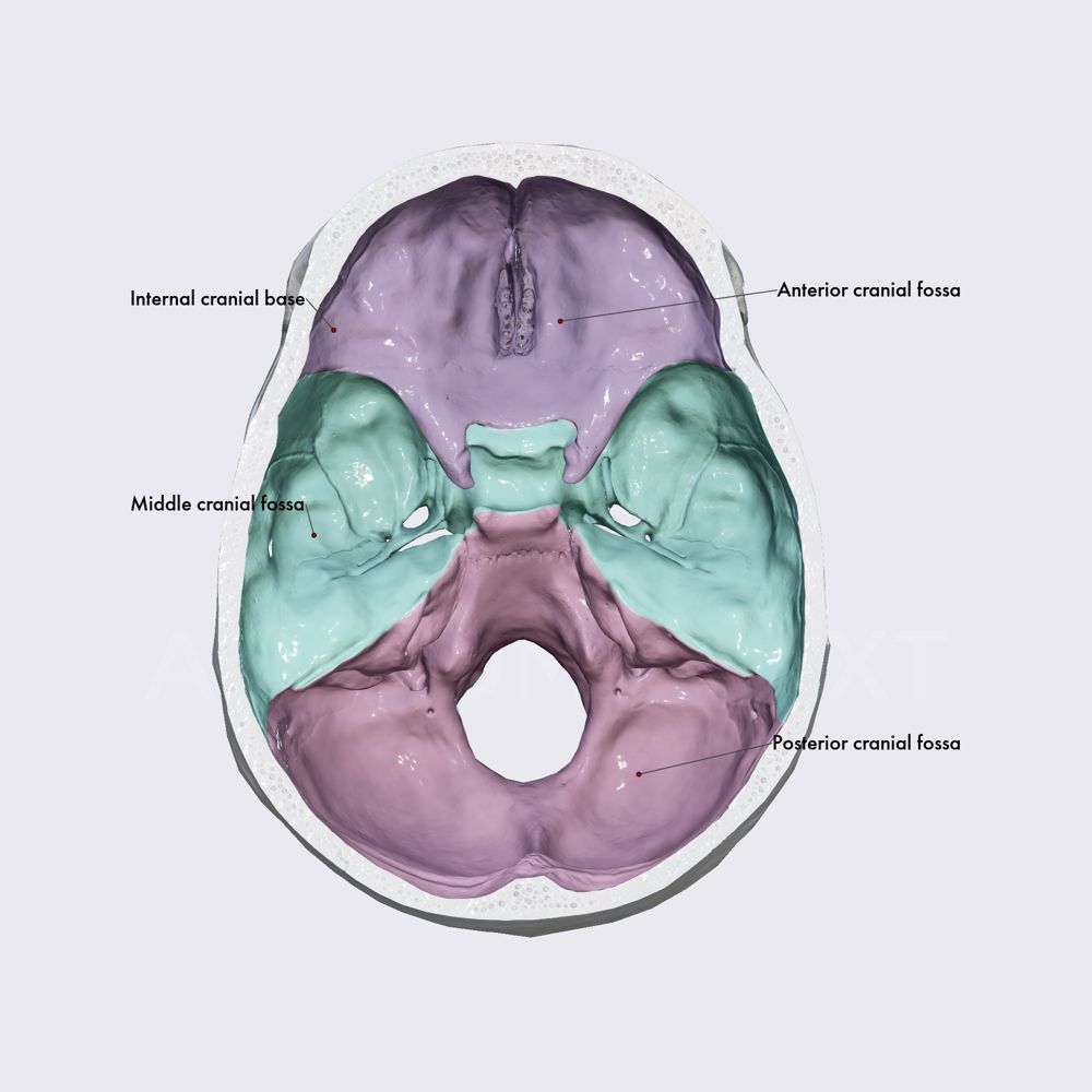 Cranial base | Media Library | Anatomy.app | Learn anatomy | 3D models ...