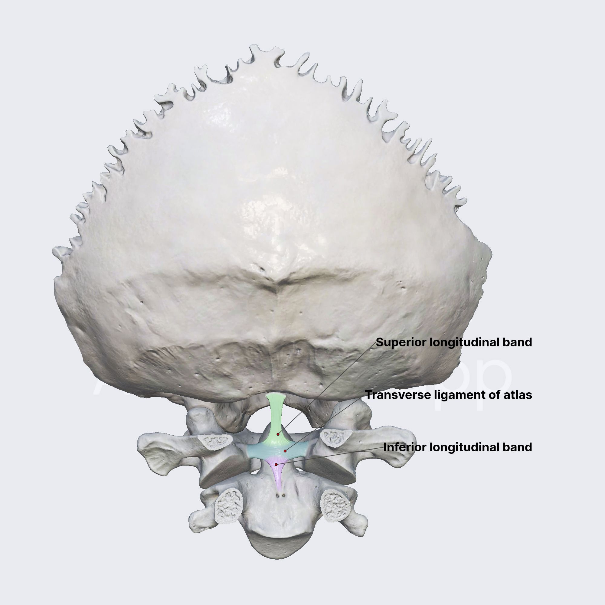 Transverse Ligament Of Atlas