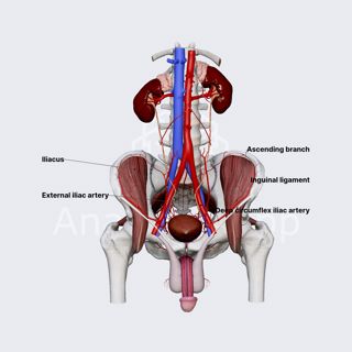Deep circumflex iliac artery (female pelvis) | Anatomy.app