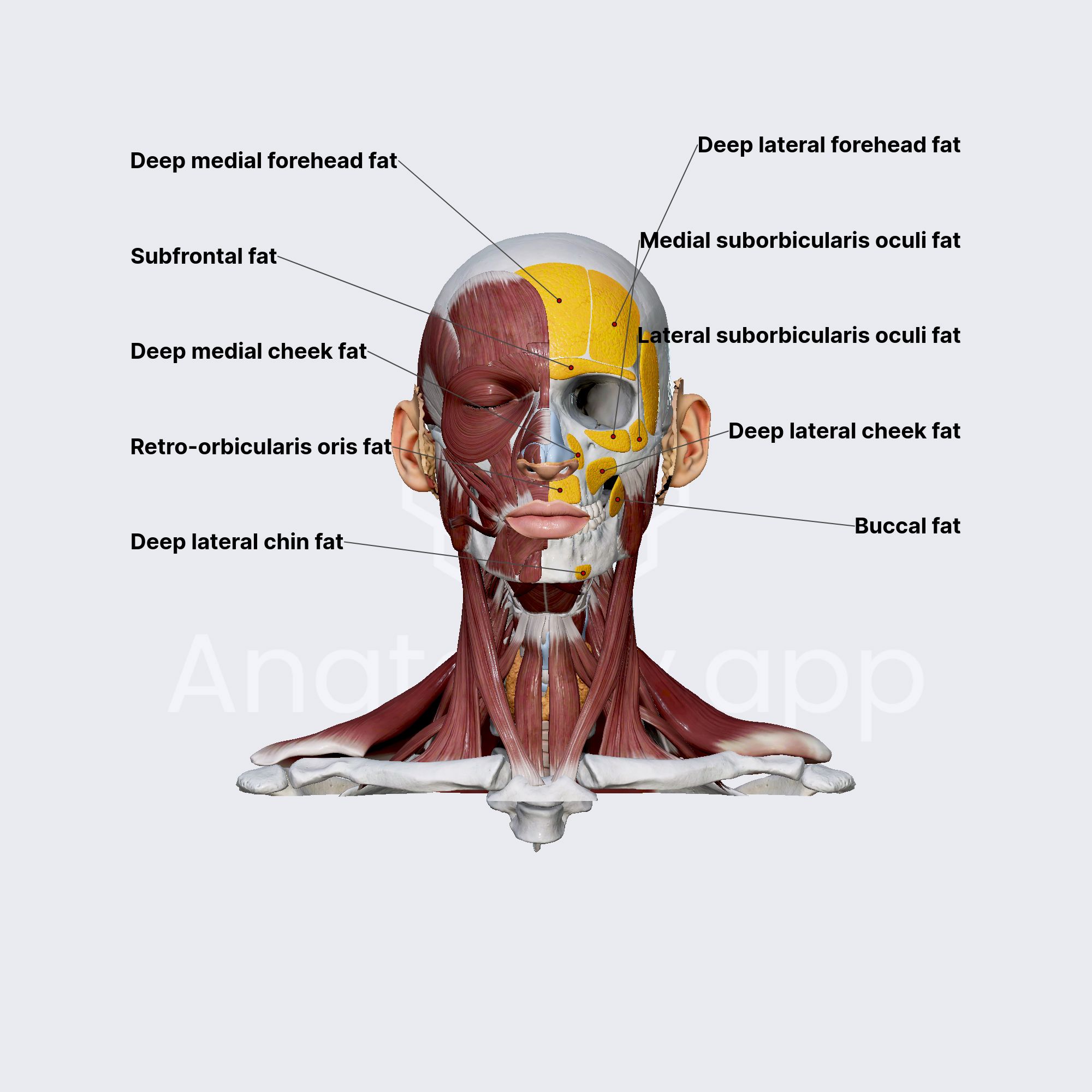 Buccal Fat Pad Anatomy
