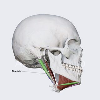 Media Library | Anatomy.app
