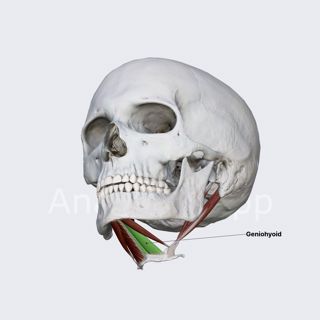 Media Library | Anatomy.app