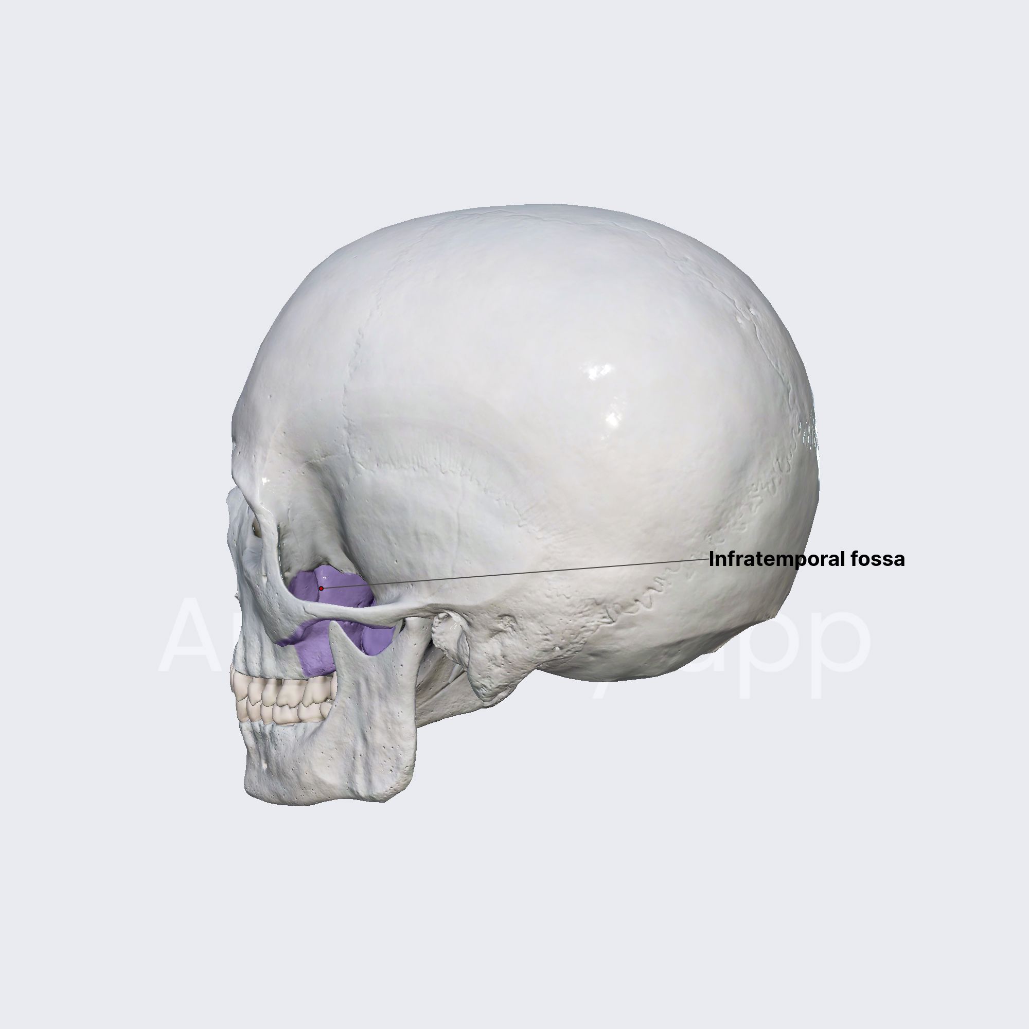 Ppt Temporal Infratemporal Fossae Powerpoint