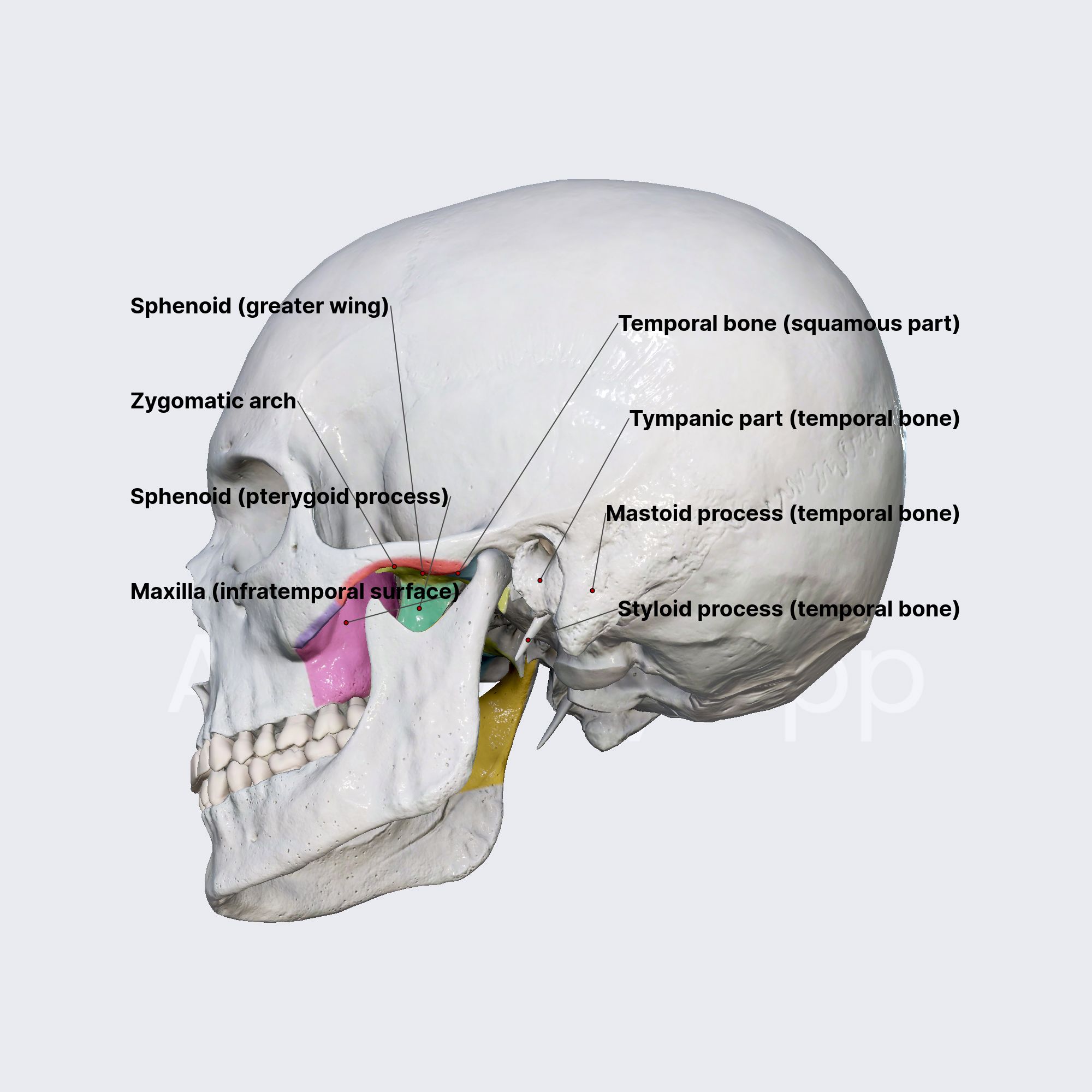 Ppt Temporal Infratemporal Fossae Powerpoint