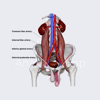 Deep circumflex iliac artery (female pelvis) | Anatomy.app